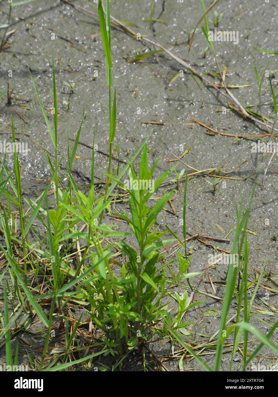 chickenspike (Sphenoclea zeylanica) Plantae Stock Photo - Alamy