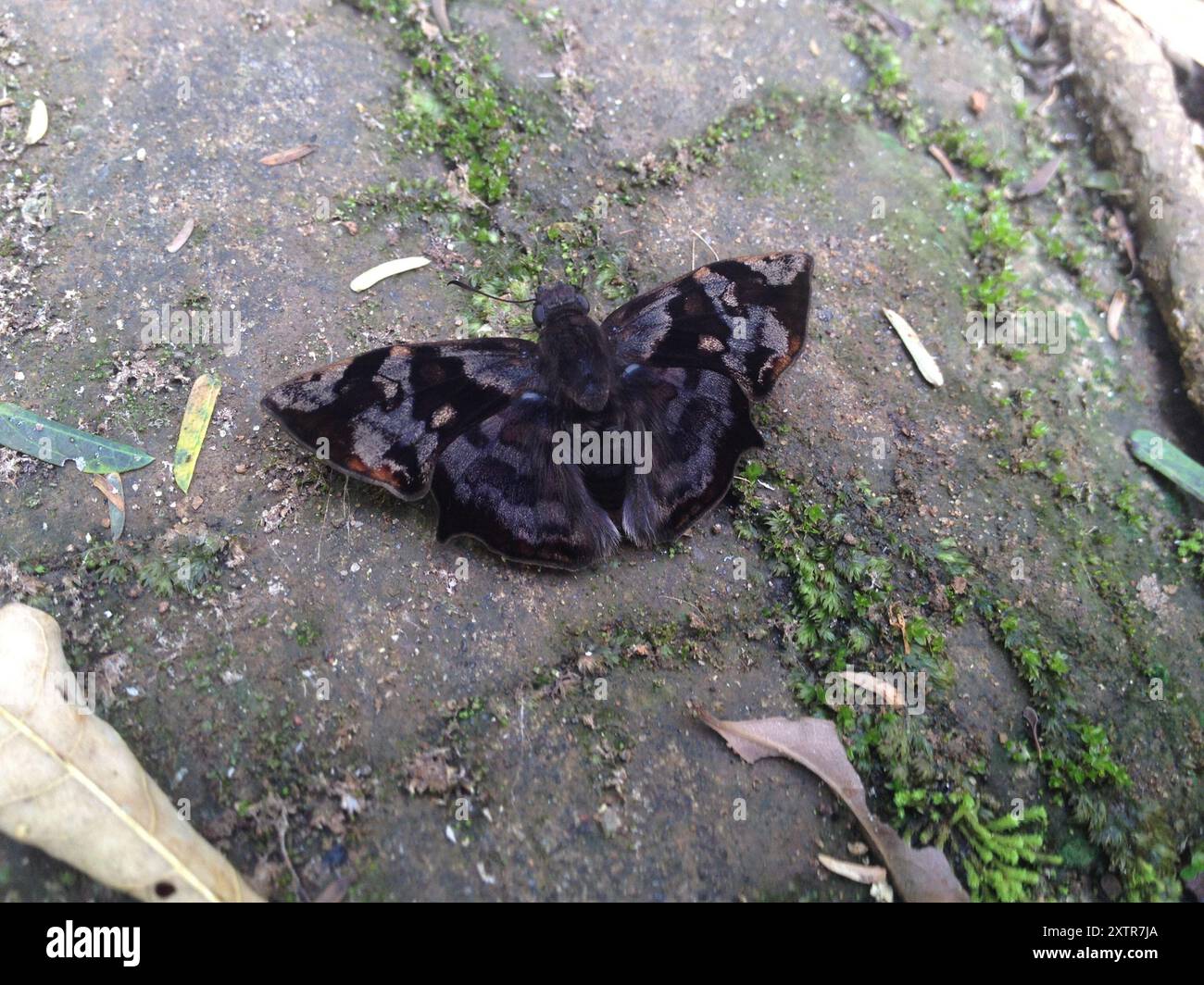 Death-mask Spurwing (Antigonus nearchus) Insecta Stock Photo - Alamy