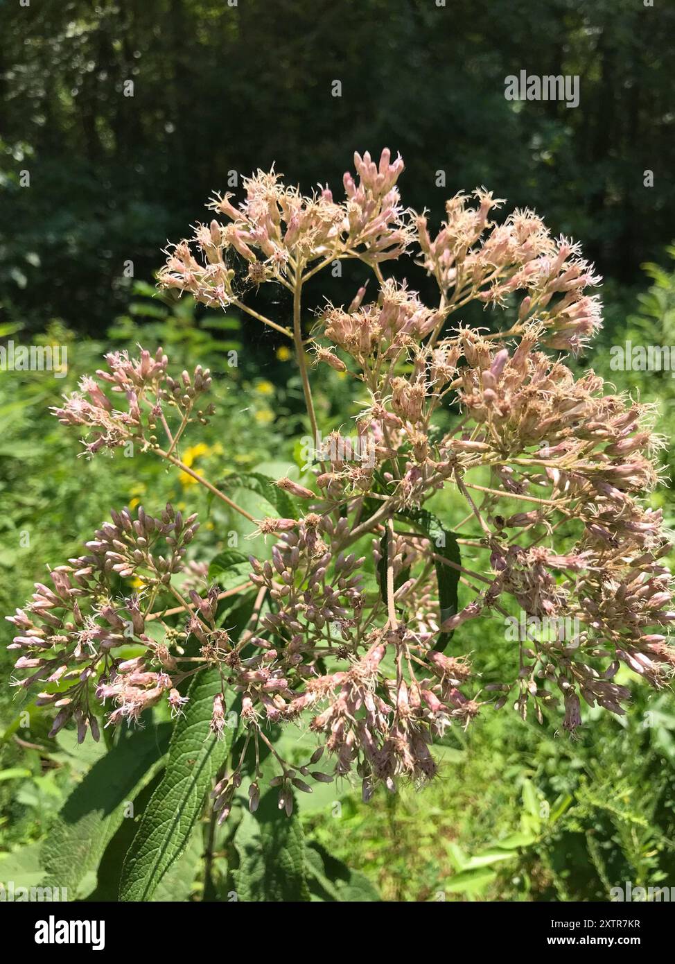Hollow Joe-Pye Weed (Eutrochium fistulosum) Plantae Stock Photo - Alamy