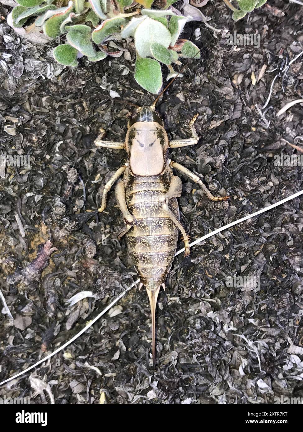 Mormon Cricket (Anabrus simplex) Insecta Stock Photo - Alamy