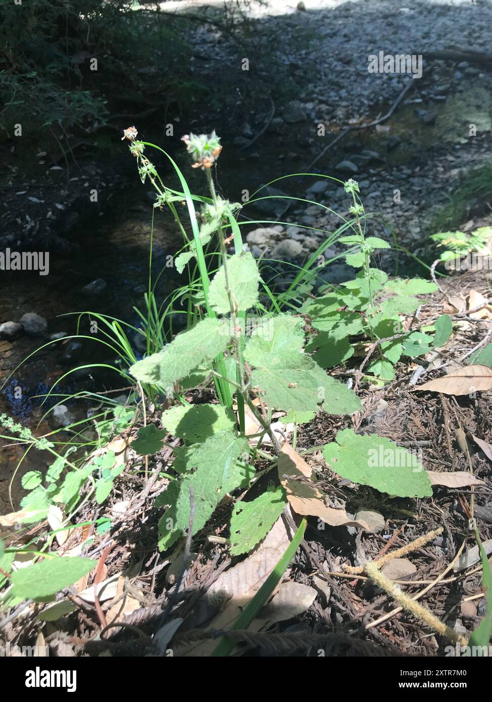 Rough Hedgenettle (Stachys rigida) Plantae Stock Photo - Alamy