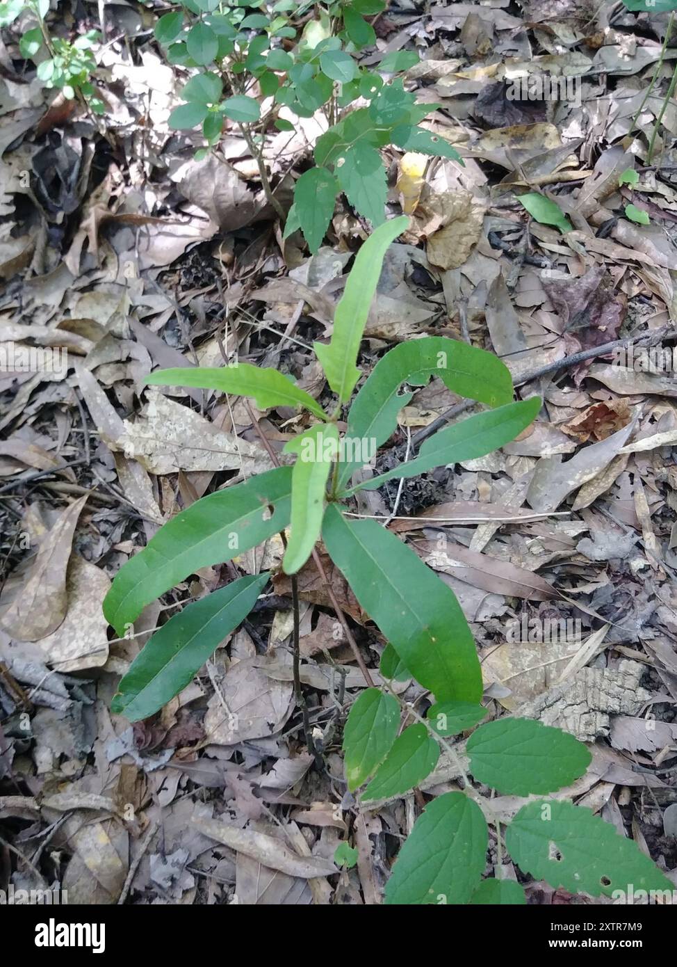 willow oak (Quercus phellos) Plantae Stock Photo - Alamy