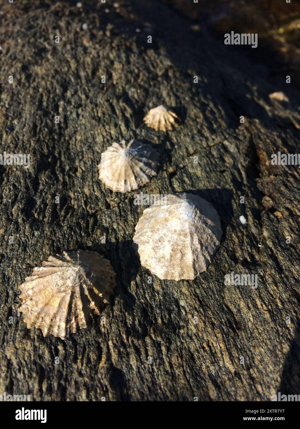 Common European Limpet (Patella vulgata) Mollusca Stock Photo - Alamy