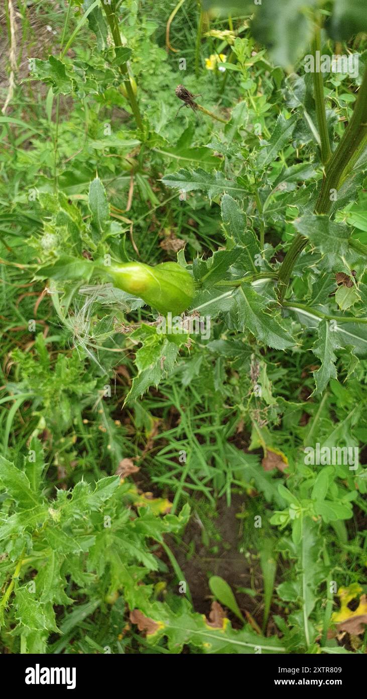 Thistle Stem Gall Fly (Urophora cardui) Insecta Stock Photo - Alamy
