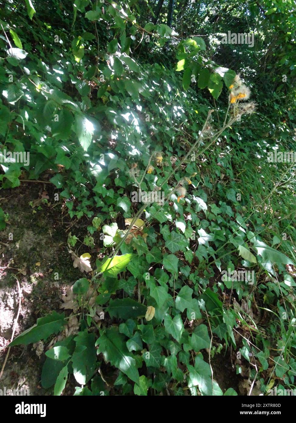 Wall hawkweed (Hieracium murorum) Plantae Stock Photo - Alamy