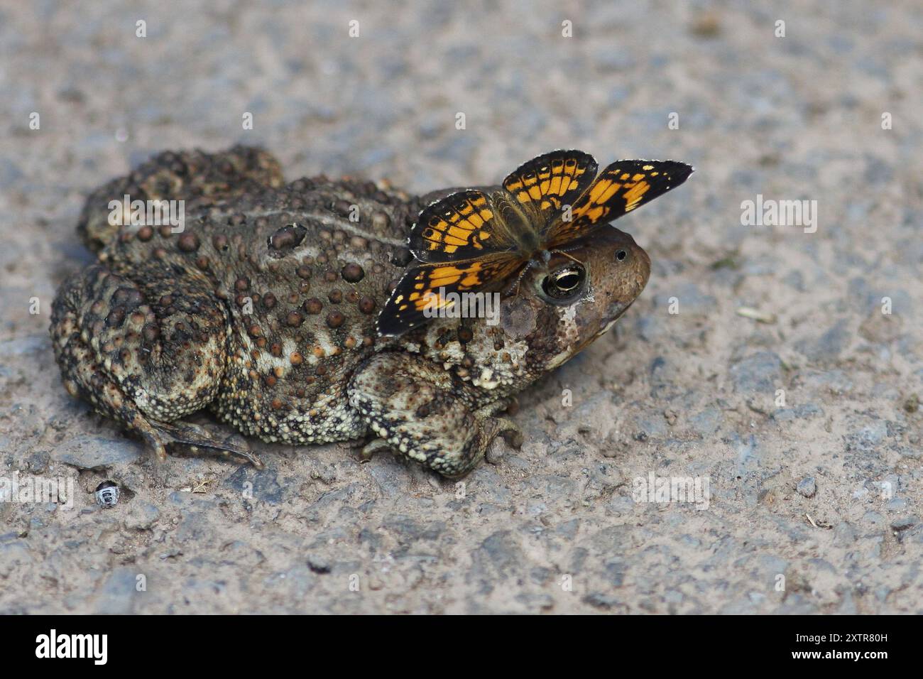 Eastern American Toad (Anaxyrus americanus americanus) Amphibia Stock ...