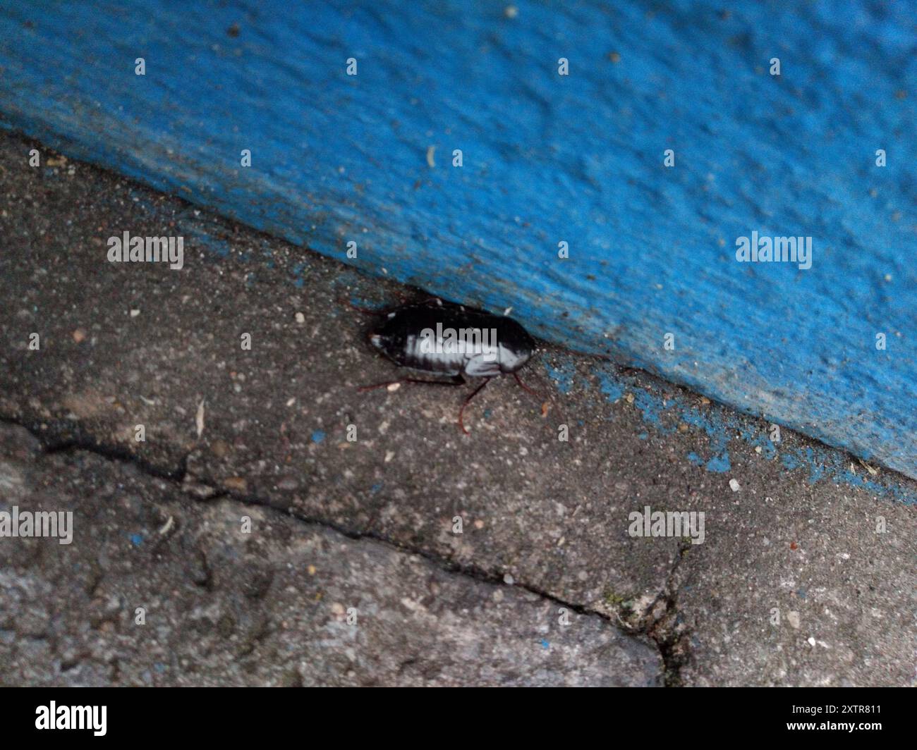 Oriental Cockroach (Blatta orientalis) Insecta Stock Photo - Alamy