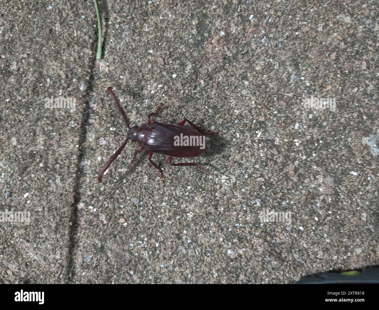 Prionus imbricornis hi-res stock photography and images - Alamy