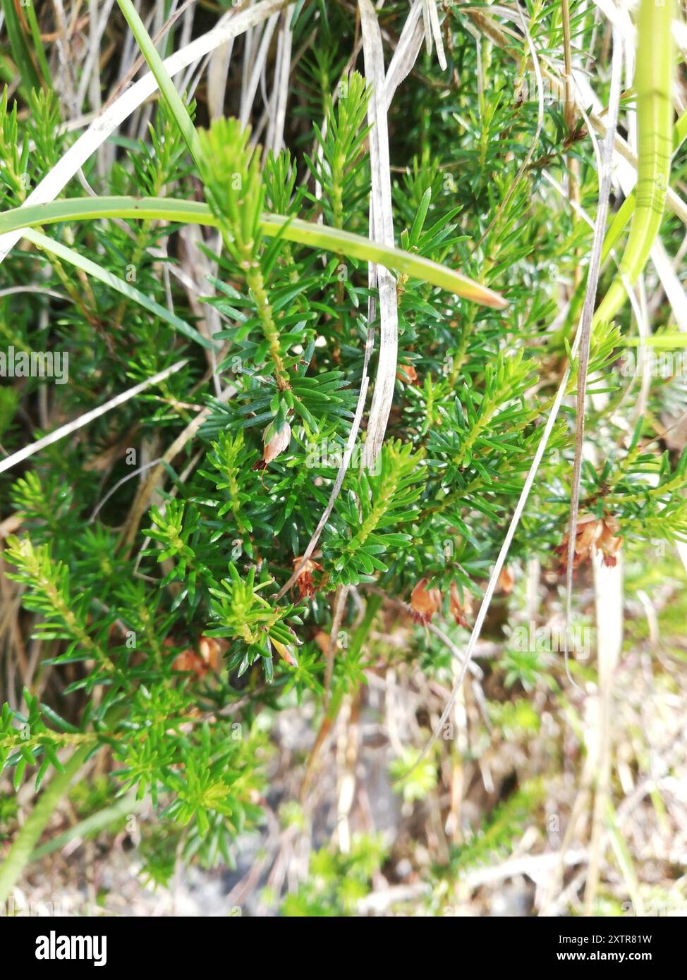 Spring Heath (Erica carnea) Plantae Stock Photo - Alamy