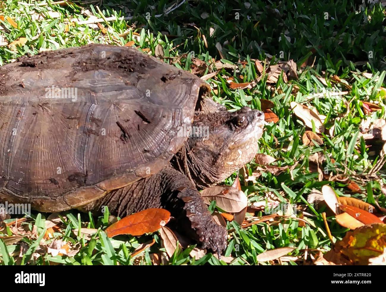 Common Snapping Turtle (Chelydra serpentina) Reptilia Stock Photo - Alamy