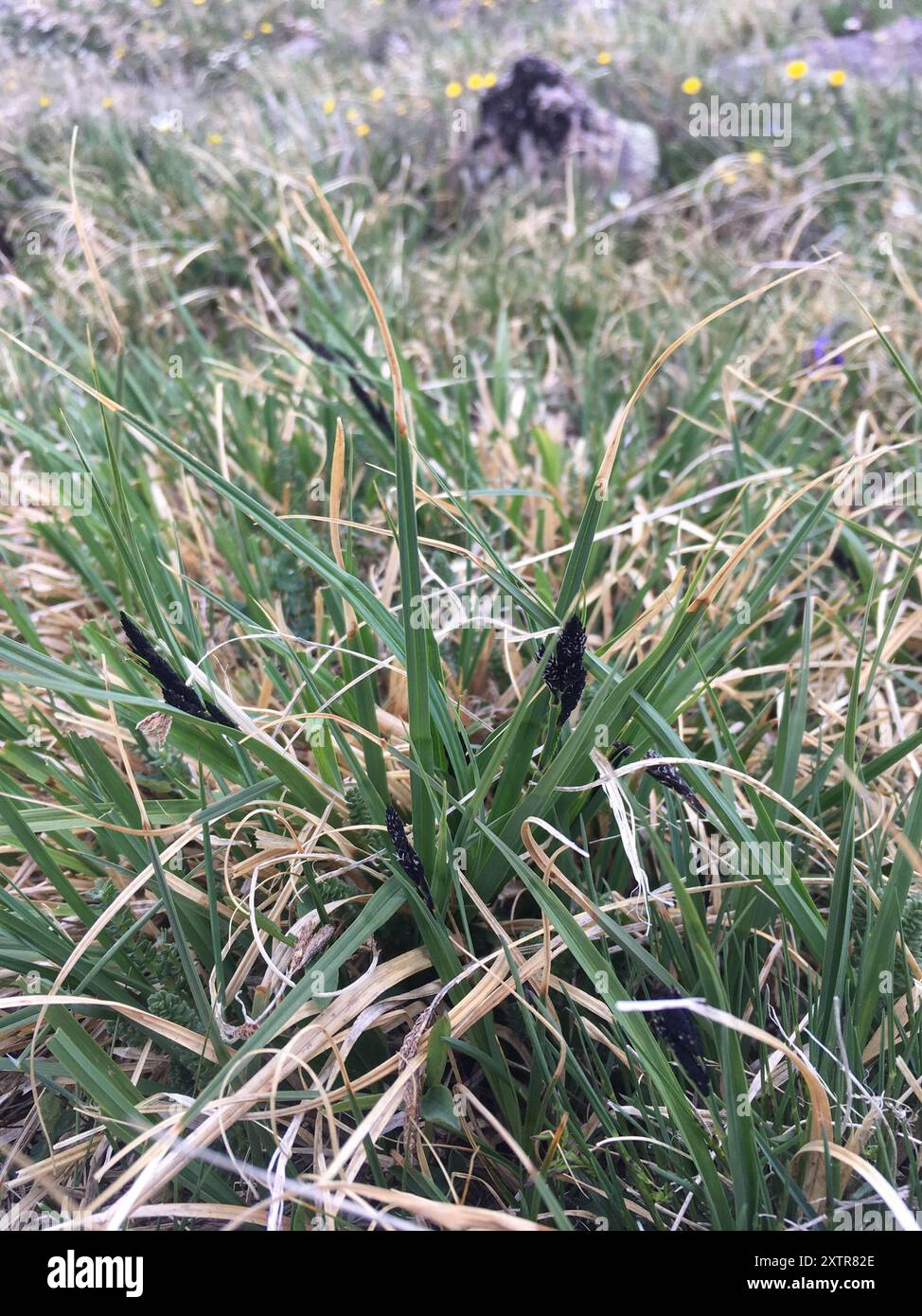 Copper-scale Sedge (Carex chalciolepis) Plantae Stock Photo - Alamy