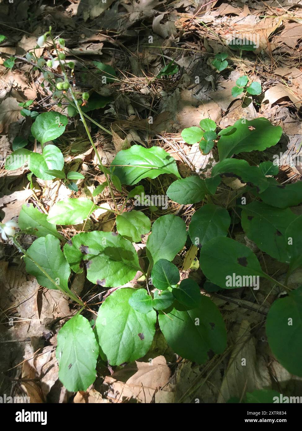 Pyrola elliptica hi-res stock photography and images - Alamy
