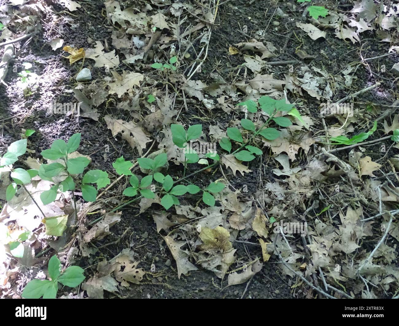 Running Strawberry-bush (Euonymus obovatus) Plantae Stock Photo - Alamy