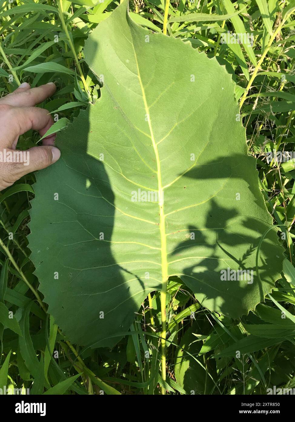 prairie dock (Silphium terebinthinaceum) Plantae Stock Photo - Alamy