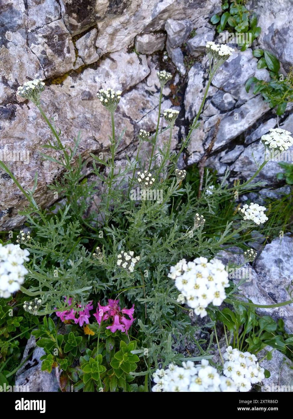 Silvery Yarrow (Achillea clavennae) Plantae Stock Photo - Alamy