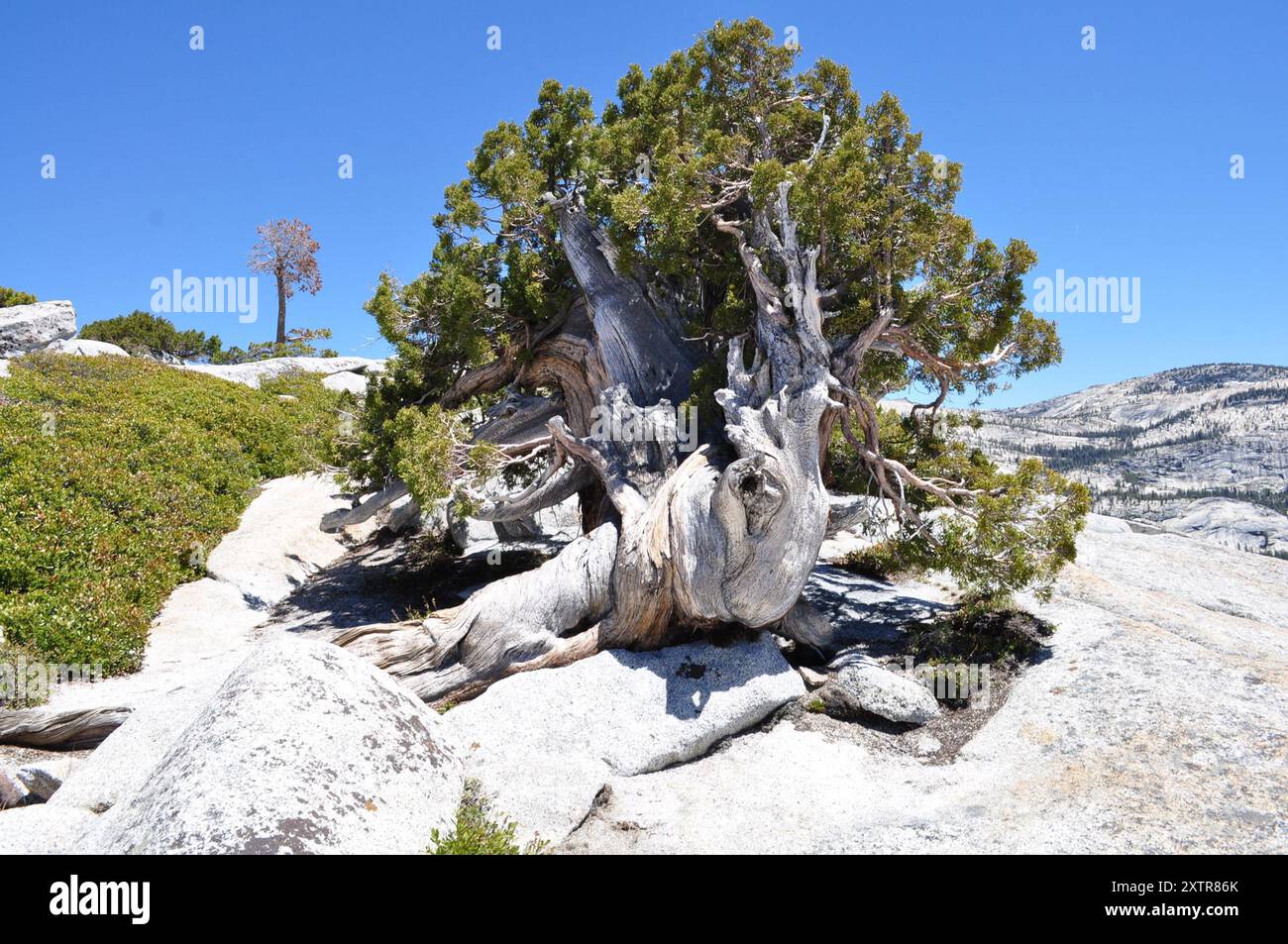 Sierra juniper (Juniperus grandis) Plantae Stock Photo - Alamy