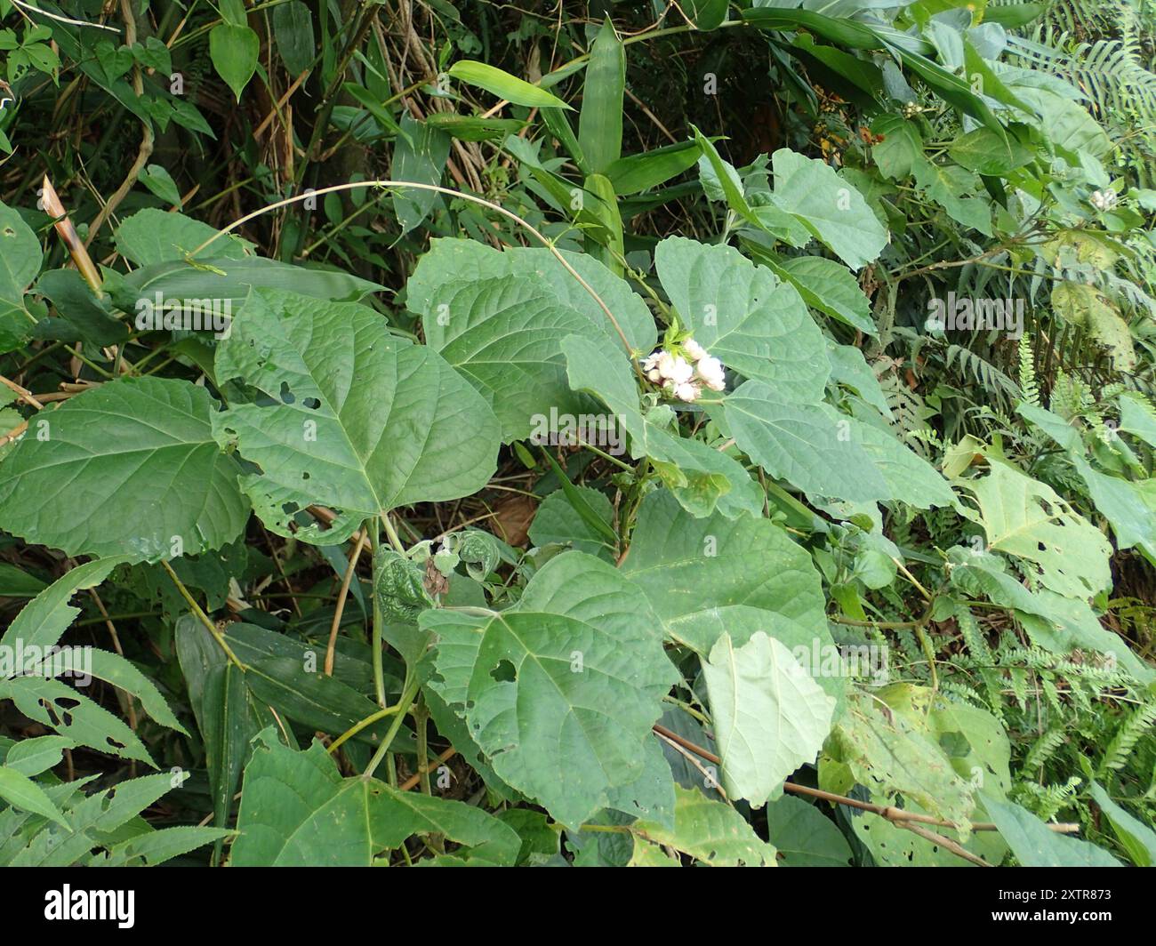 Chinese Glorybower (Clerodendrum chinense) Plantae Stock Photo - Alamy