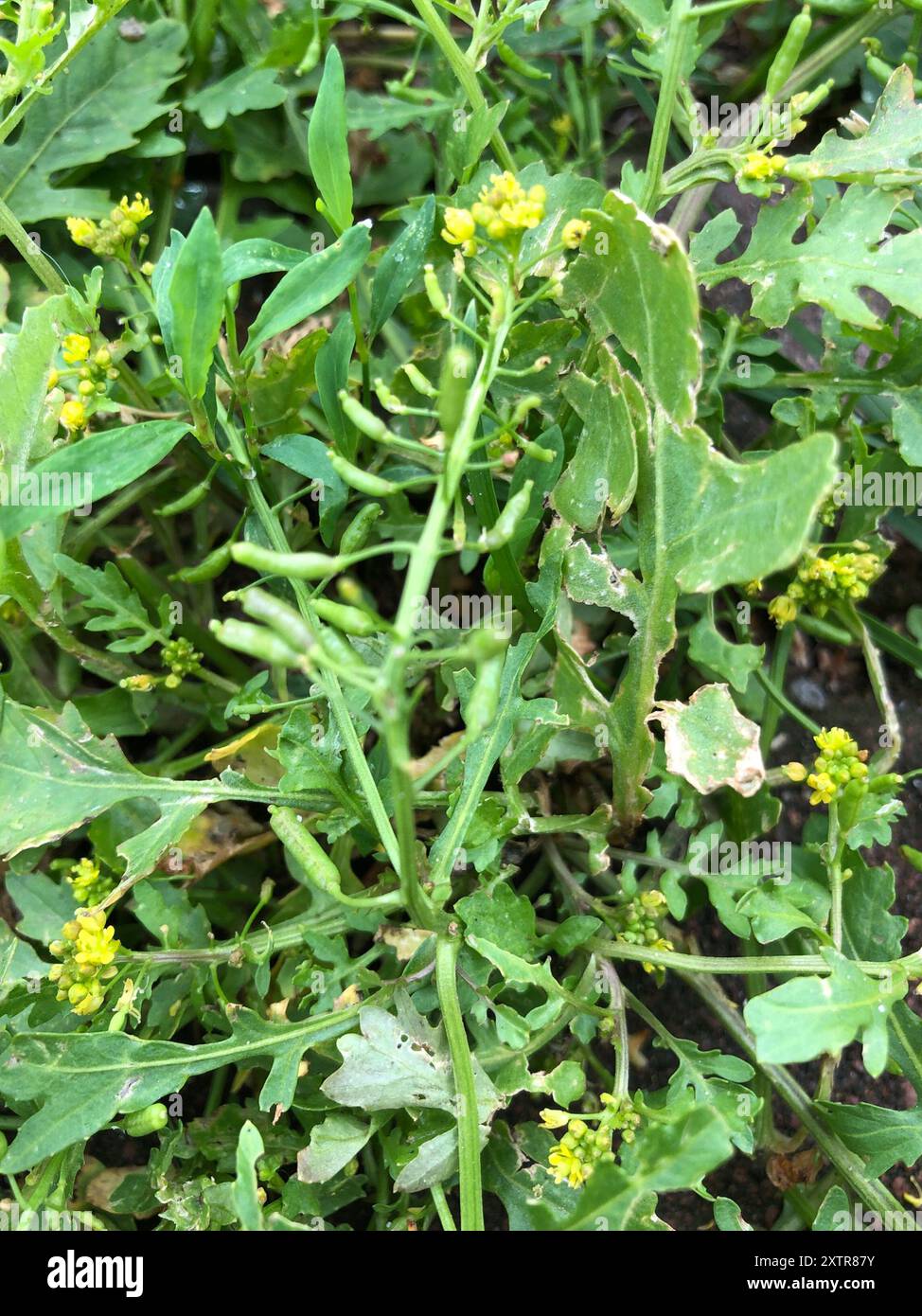 Bog Yellowcress (Rorippa palustris) Plantae Stock Photo - Alamy