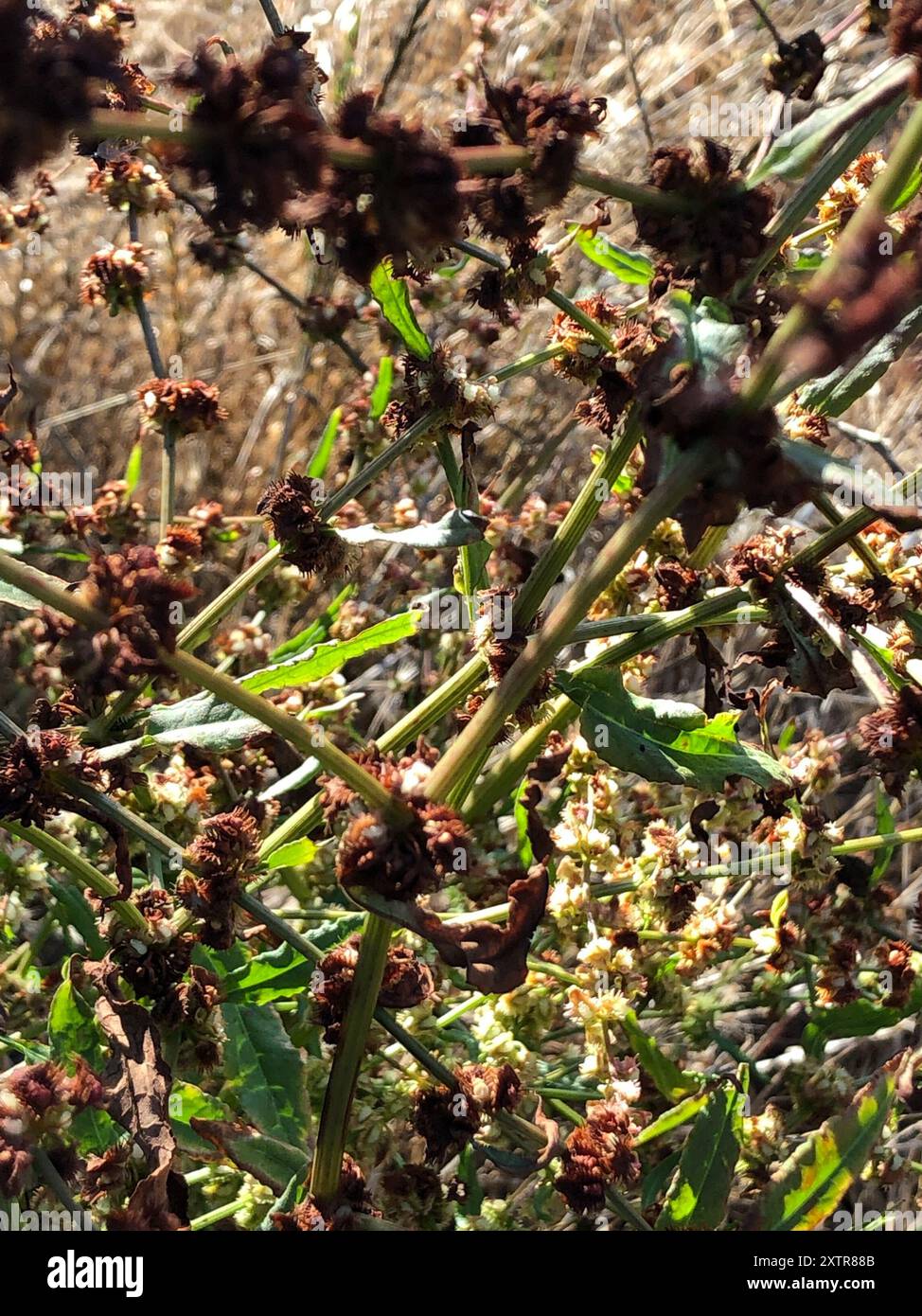 fiddle dock (Rumex pulcher) Plantae Stock Photo - Alamy