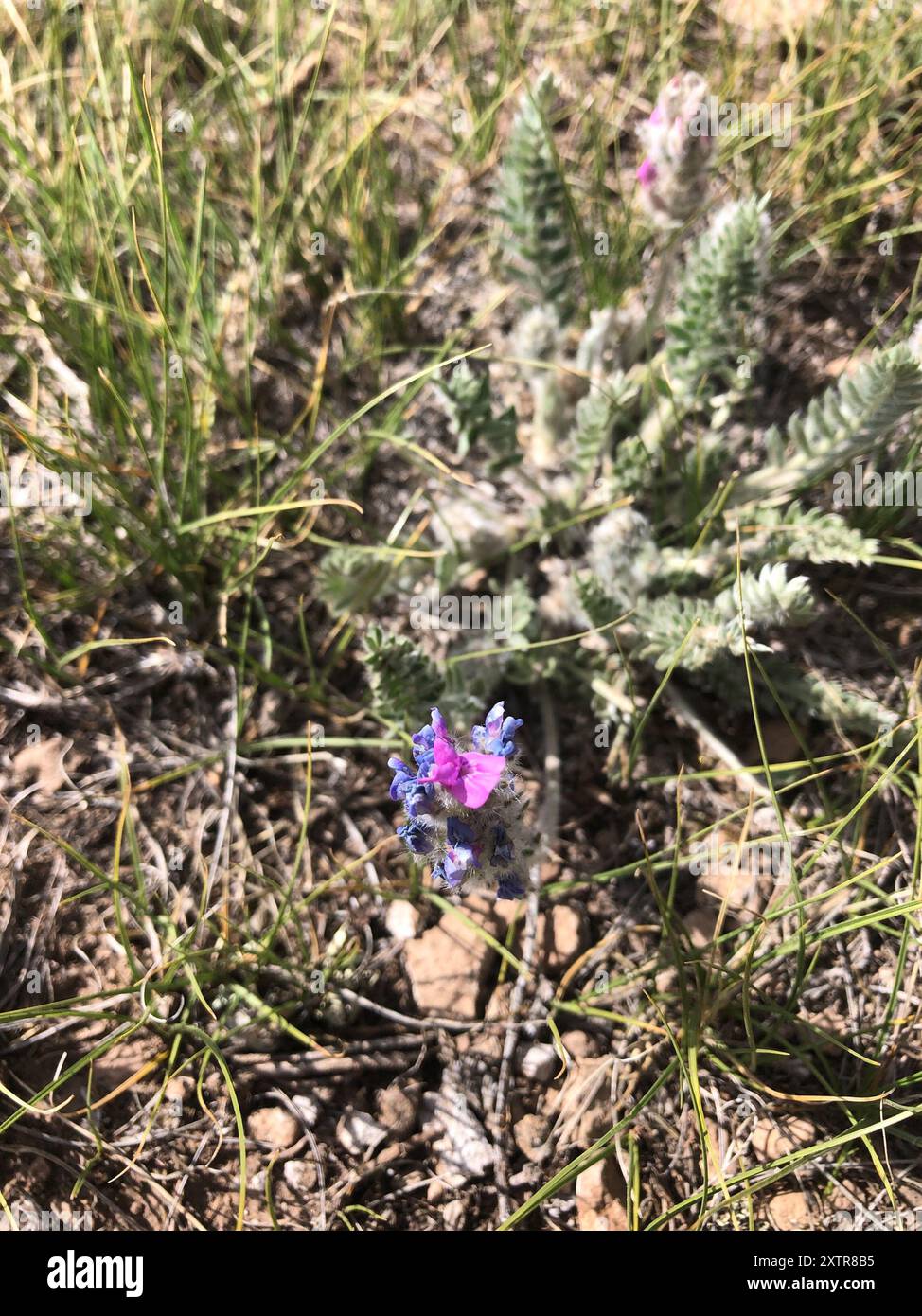 Showy Locoweed (Oxytropis splendens) Plantae Stock Photo - Alamy