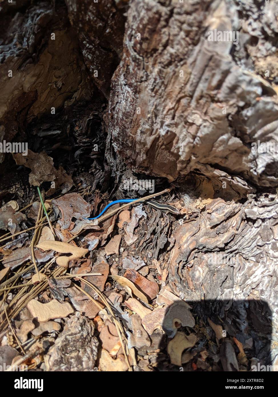 Gilberts skink hi-res stock photography and images - Alamy