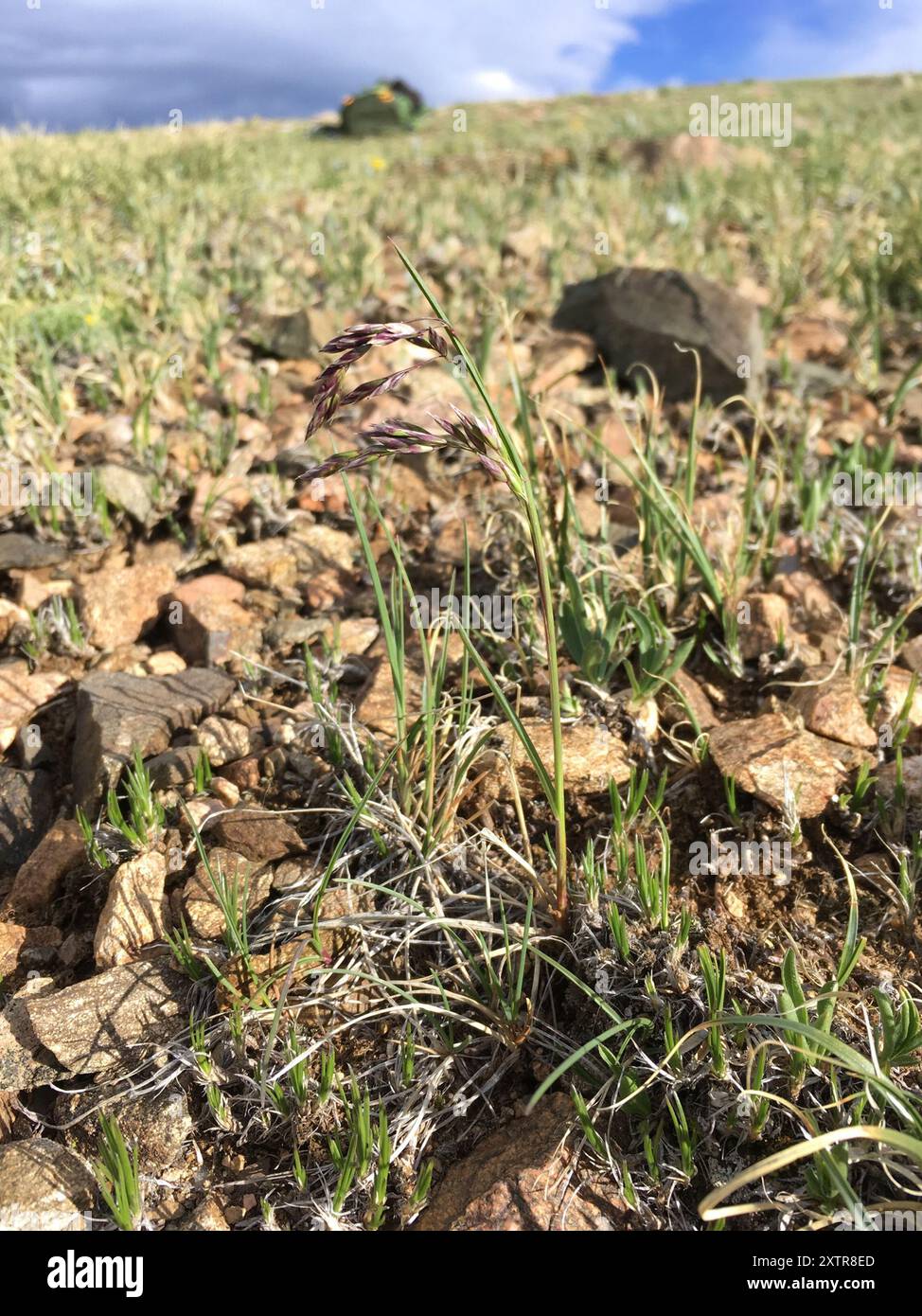 Poa arctica hi-res stock photography and images - Alamy