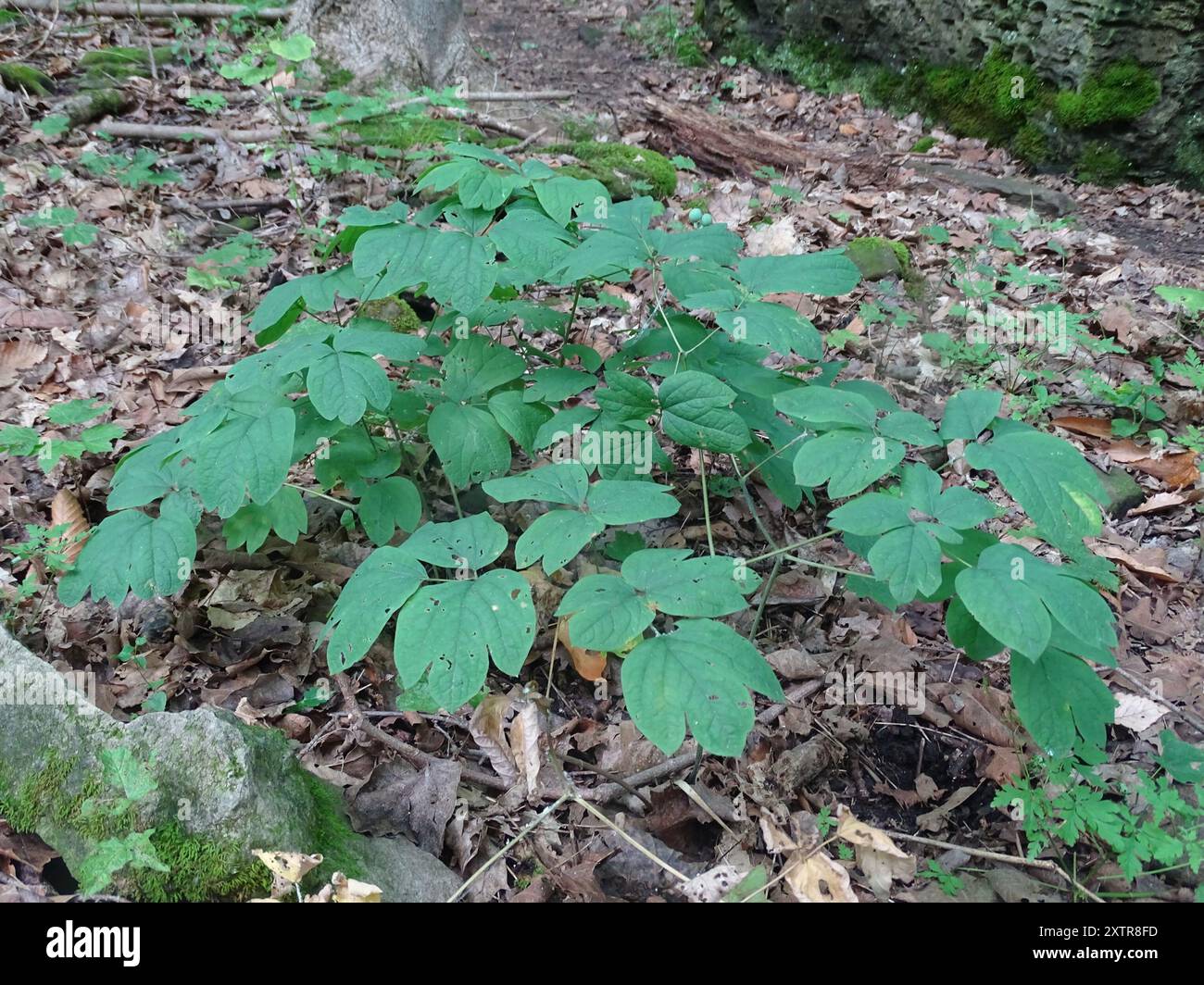 blue cohoshes (Caulophyllum) Plantae Stock Photo - Alamy