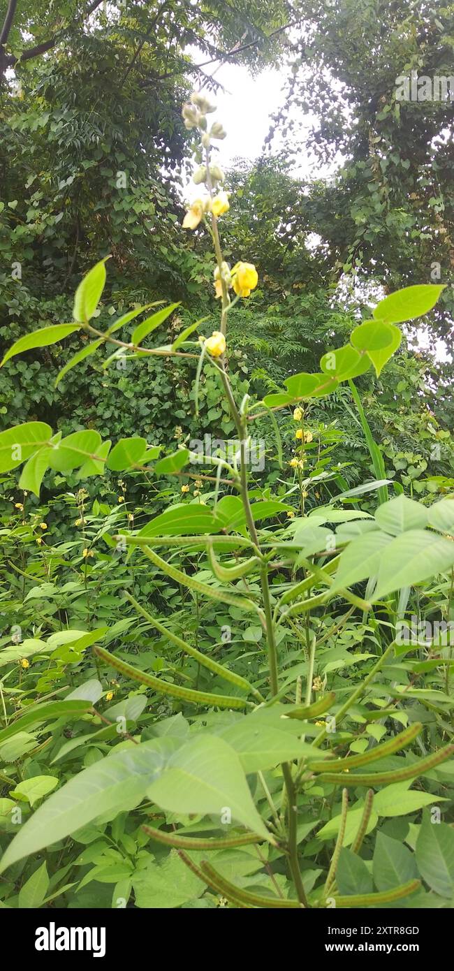 Coffee Senna (Senna occidentalis) Plantae Stock Photo - Alamy