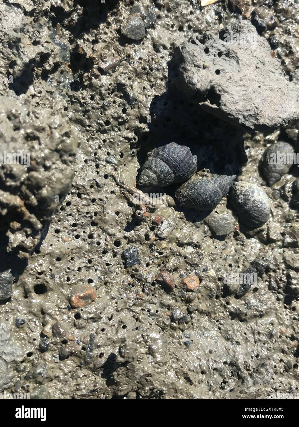 Eastern Mudsnail (Ilyanassa obsoleta) Mollusca Stock Photo - Alamy