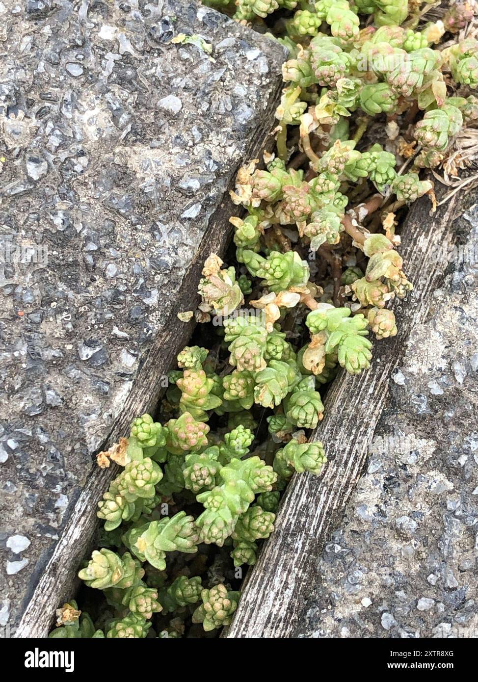 Biting Stonecrop (Sedum acre) Plantae Stock Photo - Alamy