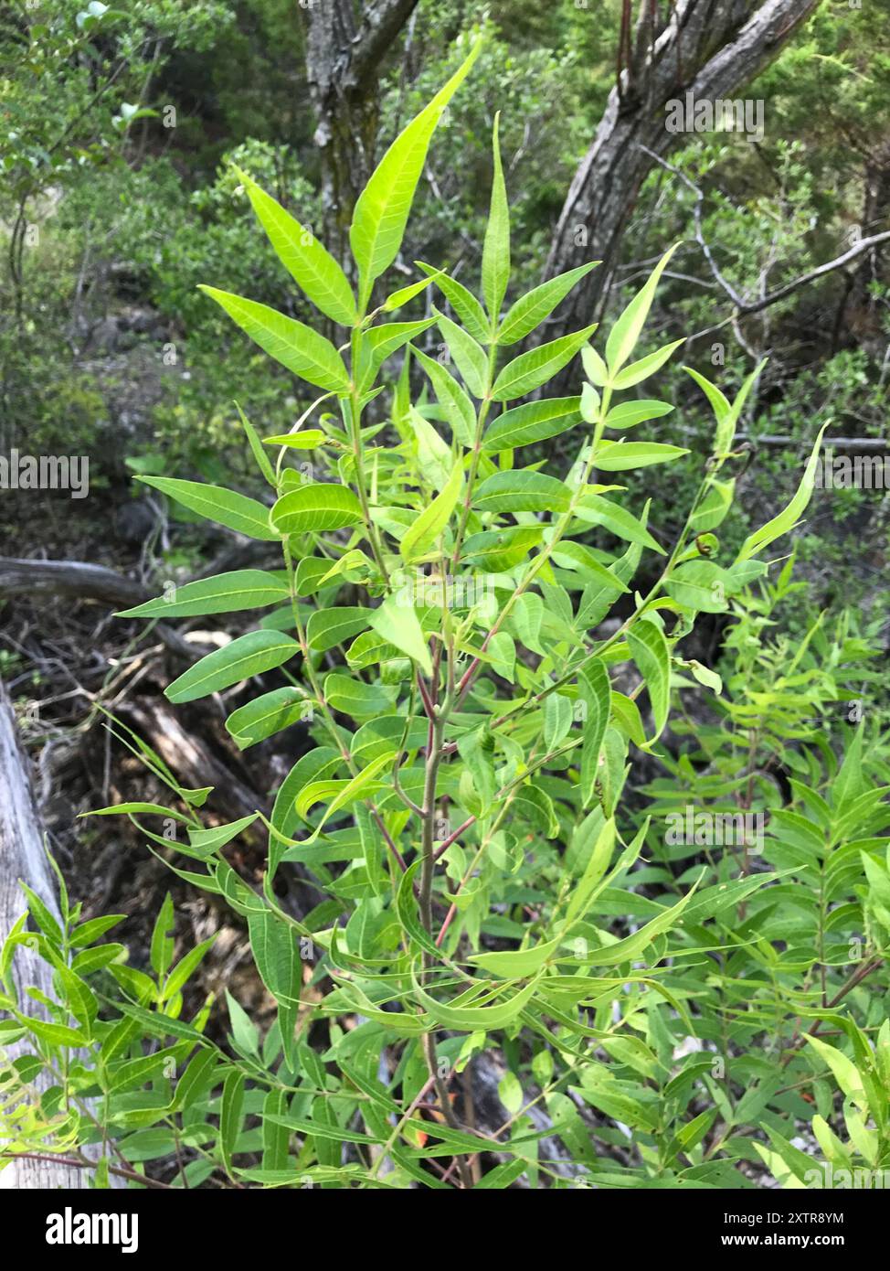 Prairie flameleaf sumac (Rhus lanceolata) Plantae Stock Photo - Alamy