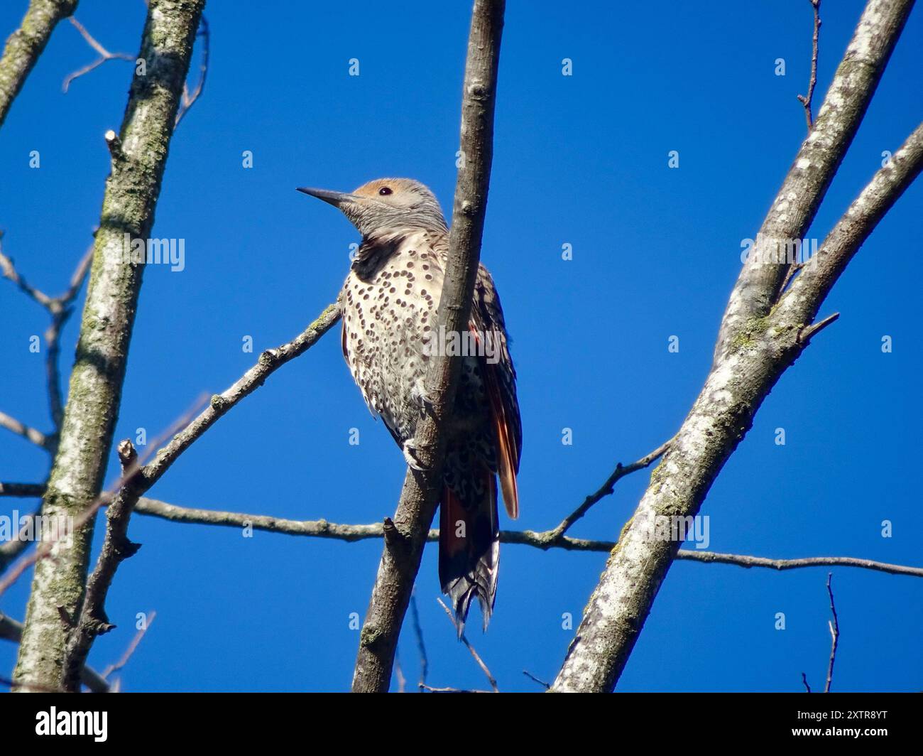 Northern Flicker (Colaptes auratus) Aves Stock Photo - Alamy
