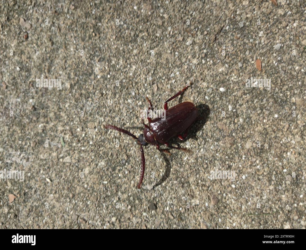 Tile-horned Prionus (Prionus imbricornis) Insecta Stock Photo - Alamy