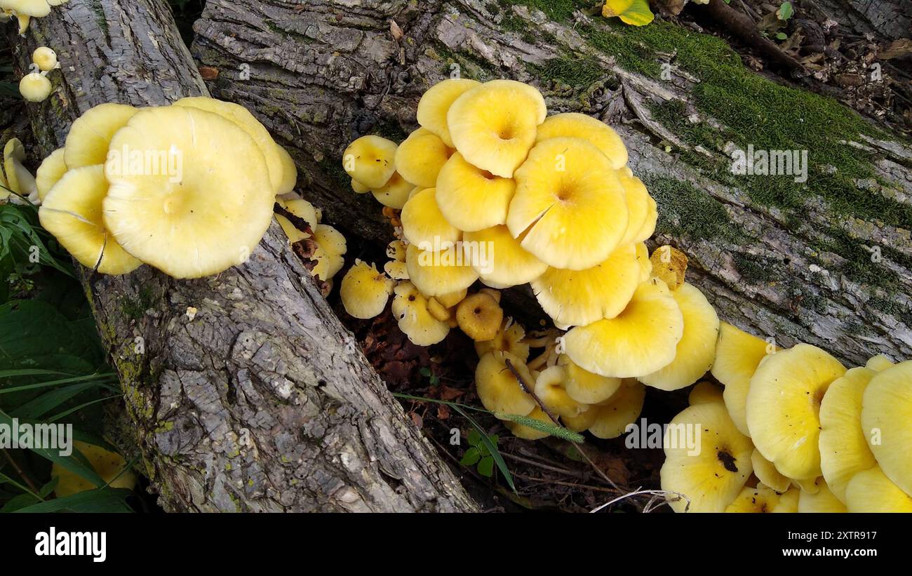 Golden Oyster Mushroom (Pleurotus citrinopileatus) Fungi Stock Photo ...