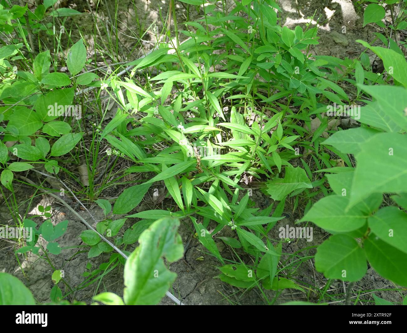 Seneca snakeroot (Polygala senega) Plantae Stock Photo - Alamy