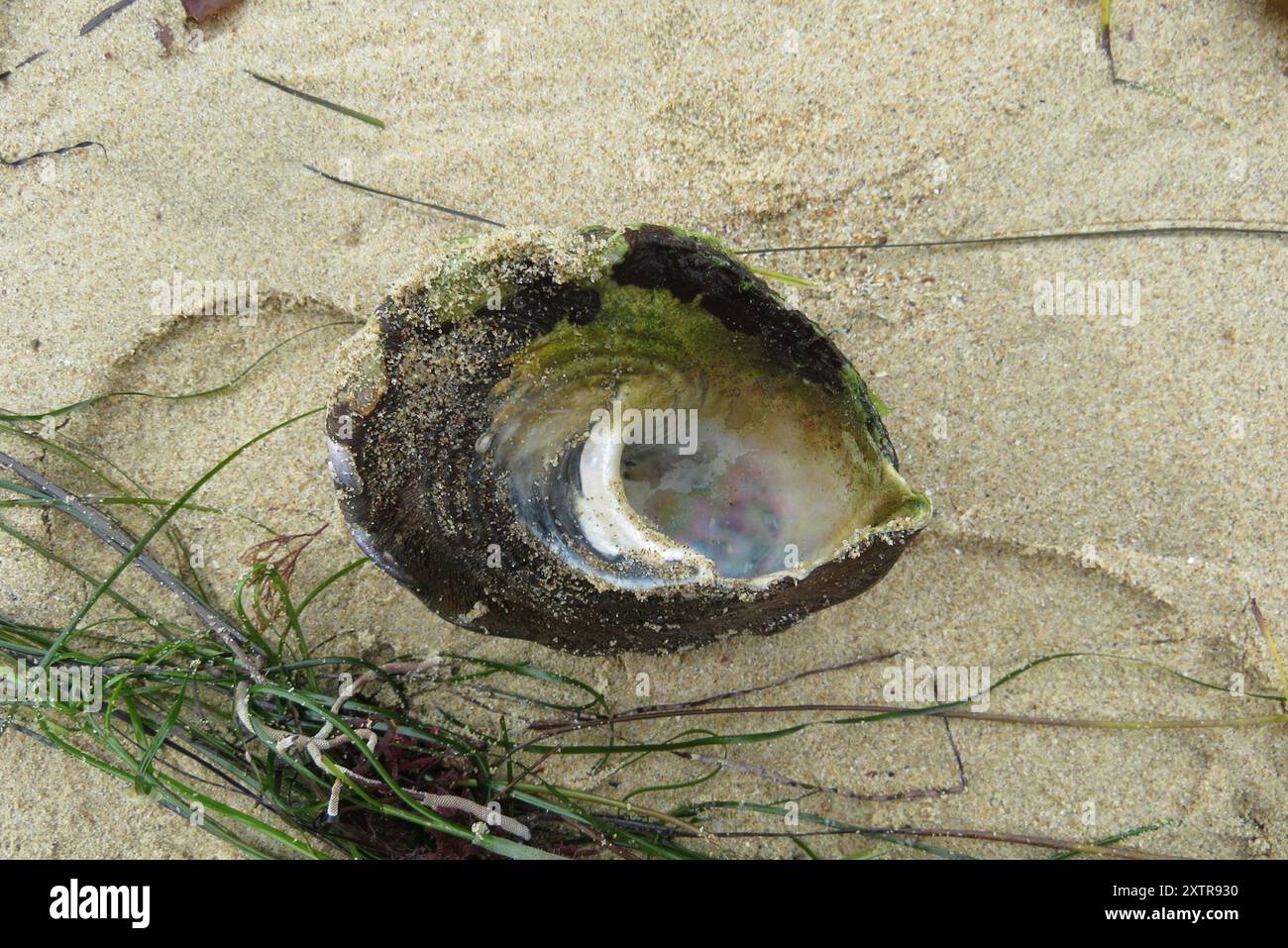 Wavy Turban (Megastraea undosa) Mollusca Stock Photo - Alamy