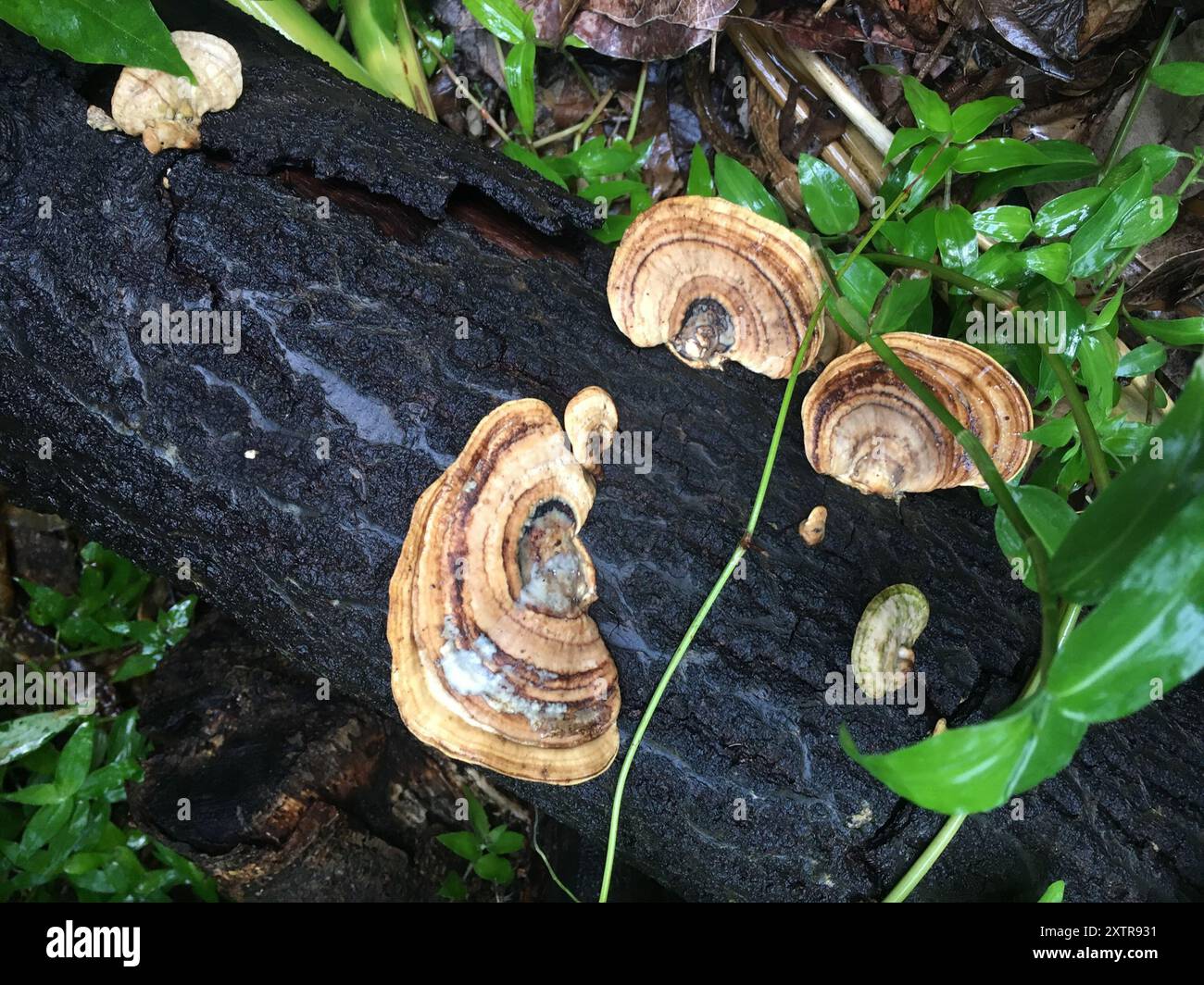 shelf fungi (Polyporales) Fungi Stock Photo - Alamy