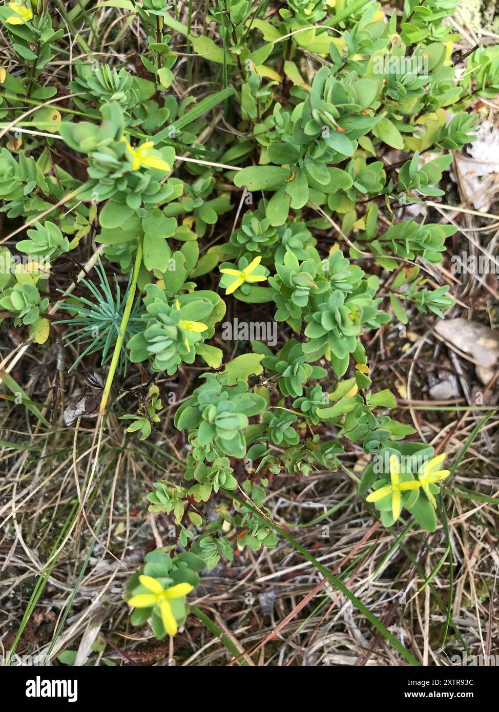 St. Andrew's cross (Hypericum hypericoides) Plantae Stock Photo - Alamy