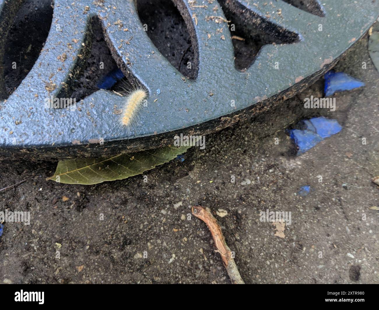 Fall Webworm Moth (Hyphantria cunea) Insecta Stock Photo - Alamy