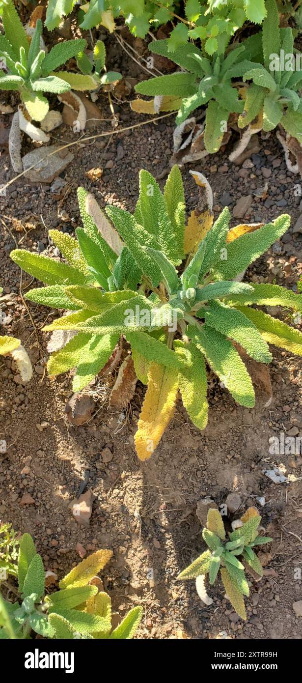 Hummingbird Sage (Salvia spathacea) Plantae Stock Photo - Alamy
