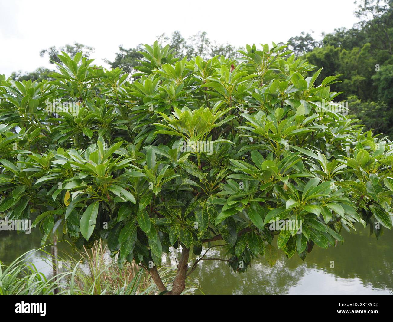 Machilus thunbergii hi-res stock photography and images - Alamy