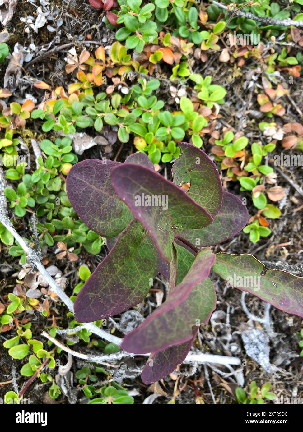 Northern Comandra (Geocaulon lividum) Plantae Stock Photo - Alamy