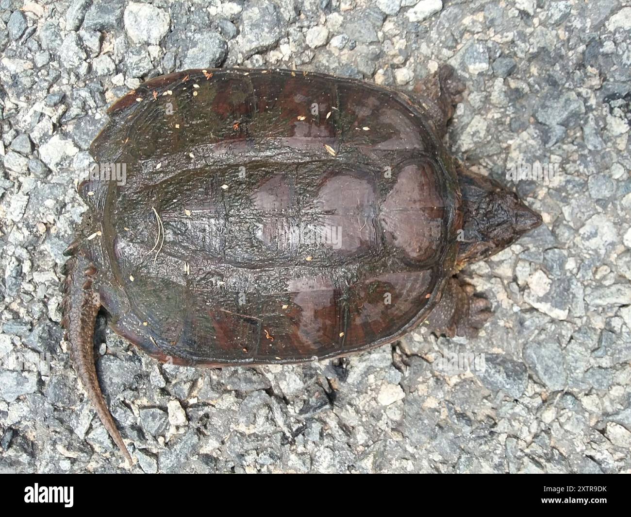 Common Snapping Turtle (Chelydra serpentina) Reptilia Stock Photo - Alamy