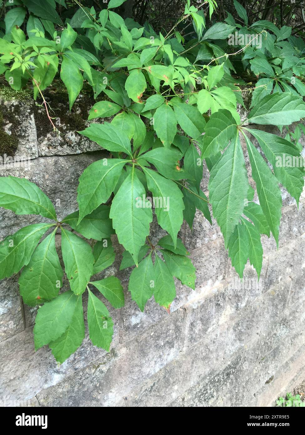 virginia creepers (Parthenocissus) Plantae Stock Photo - Alamy