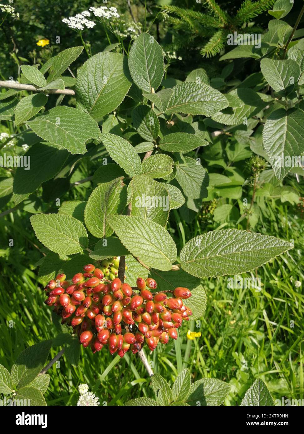 Wayfaring-tree (Viburnum lantana) Plantae Stock Photo - Alamy