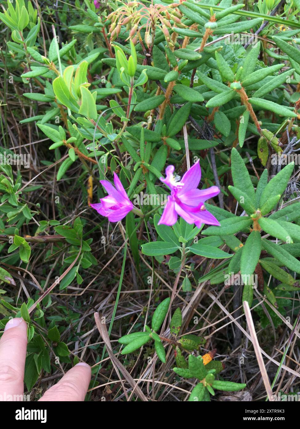 Tuberous Grasspink (Calopogon tuberosus) Plantae Stock Photo - Alamy