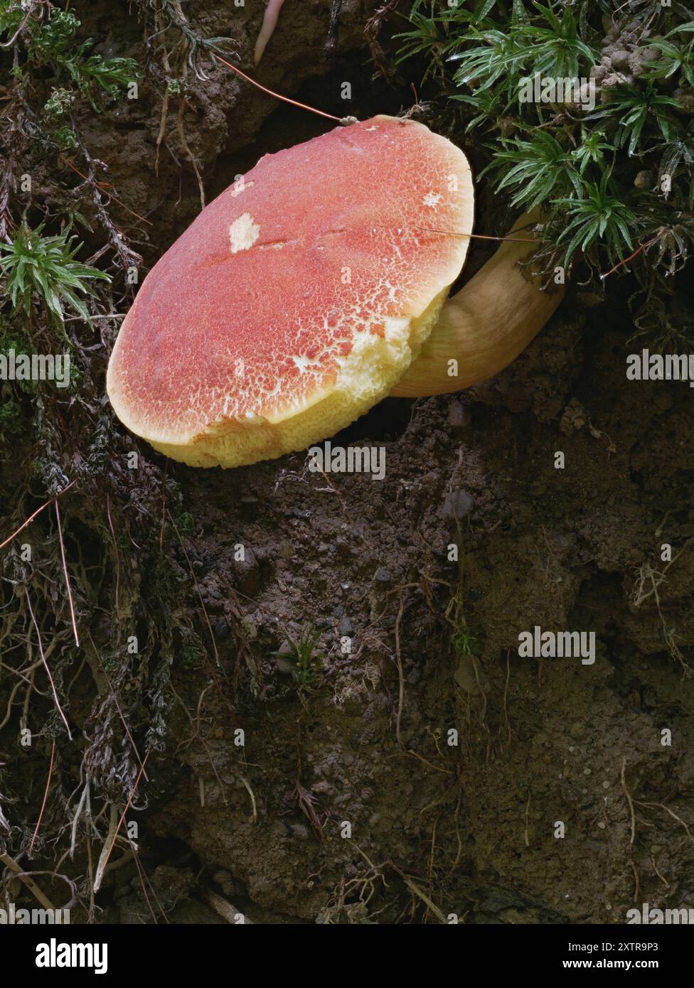 Hortiboletus hi-res stock photography and images - Alamy