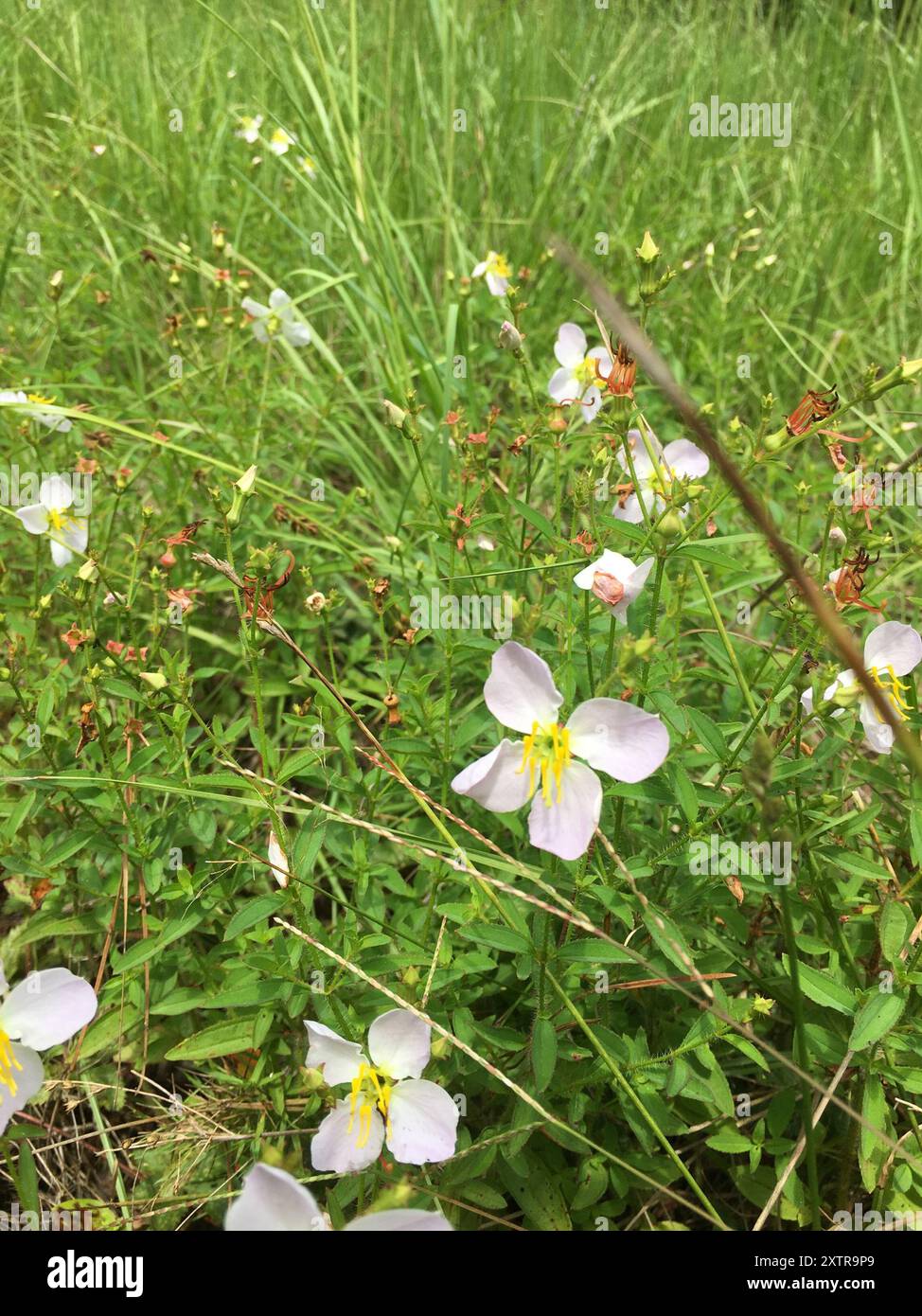 Maryland meadowbeauty (Rhexia mariana) Plantae Stock Photo - Alamy