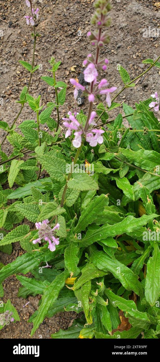 California Hedge Nettle (Stachys bullata) Plantae Stock Photo - Alamy