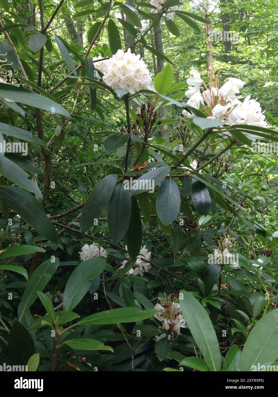 great rhododendron (Rhododendron maximum) Plantae Stock Photo - Alamy
